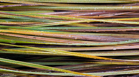 Heavy Dew | Yosemite National Park | Landscape mountain and desert ...